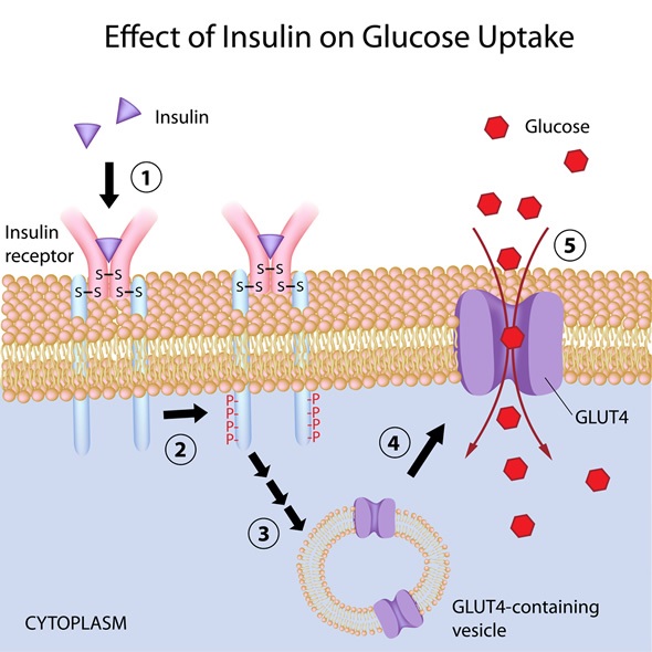 Insulin's role in the human body - Thailand Medical News