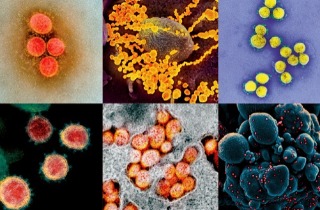 Indian Researchers Discover Role of REST protein in Neuronal and Non ...