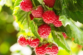 Raspberry Extract Helps Protect Brain Arteries and Reduce Cell Death in ...
